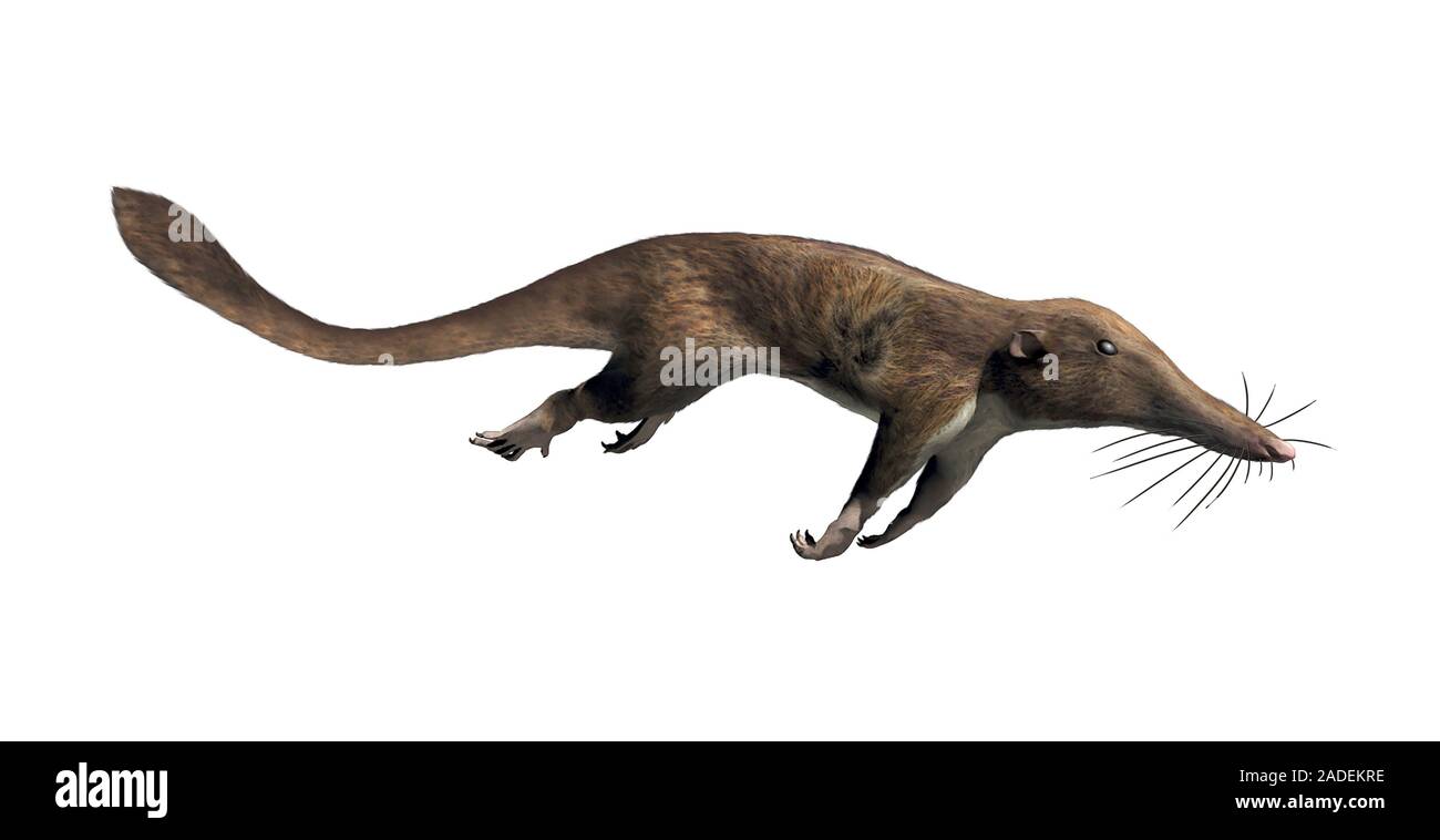 Remingtonocetus prehistoric whale ancestor, illustration. This aquatic ...