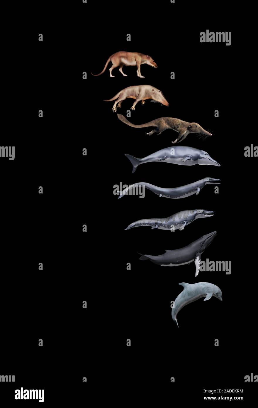 Whale evolution. Illustration of six prehistoric whale ancestors and two modern whales (bottom ...