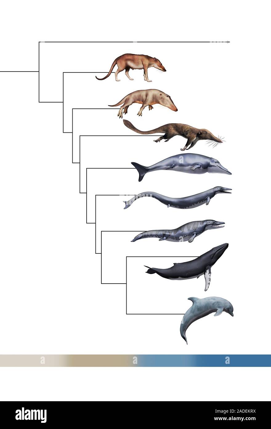 Whale evolution. Illustration of six prehistoric whale ancestors and ...