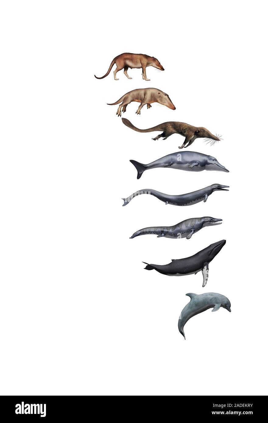 Whale Evolution Illustration Of Six Prehistoric Whale Ancestors And Two Modern Whales Bottom