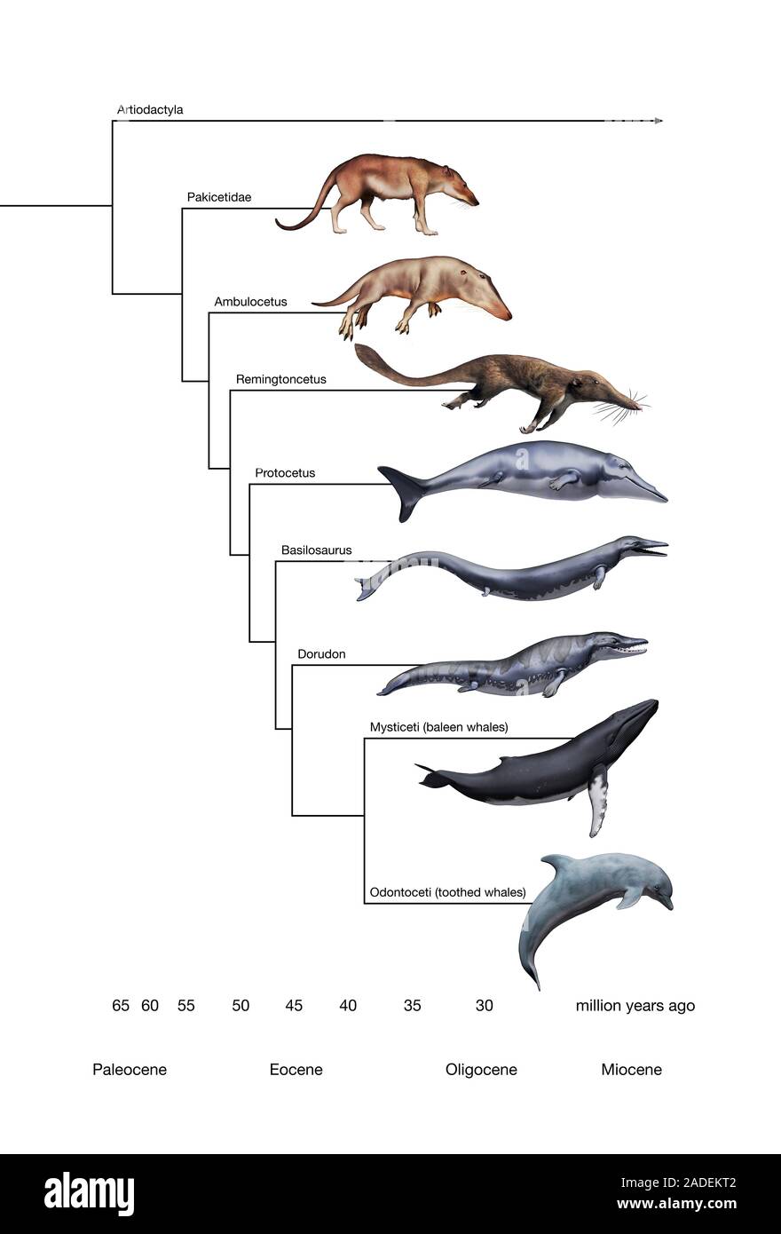 Whale evolution. Illustration of six prehistoric whale ancestors and ...