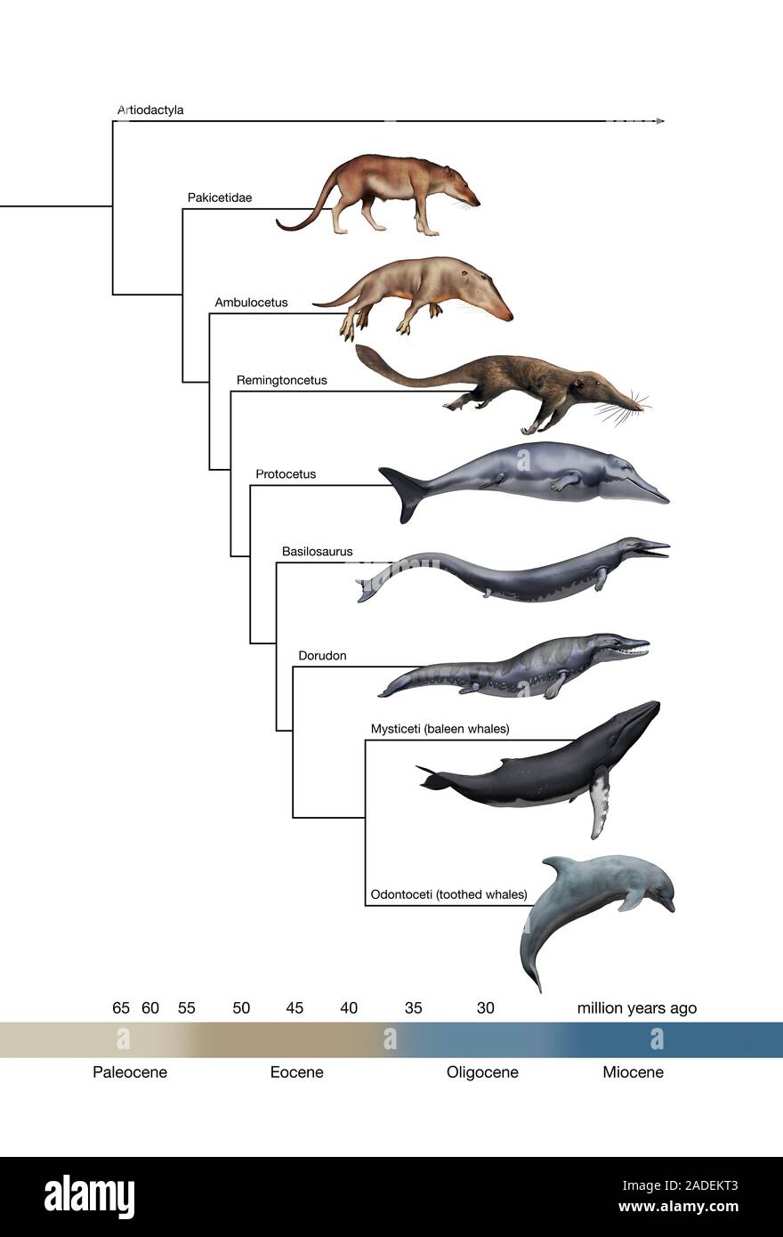 Whale evolution. Illustration of six prehistoric whale ancestors and two modern whales (bottom ...