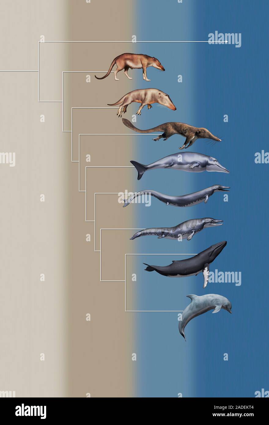 Whale evolution. Illustration of six prehistoric whale ancestors and ...