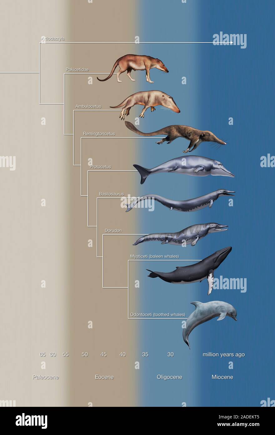 Whale evolution. Illustration of six prehistoric whale ancestors and ...