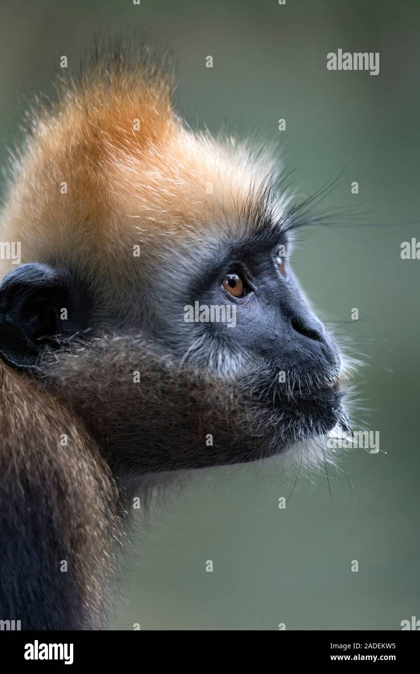 Portrait of a Cat Ba Langur (Trachypithecus poliocephalus) photographed ...