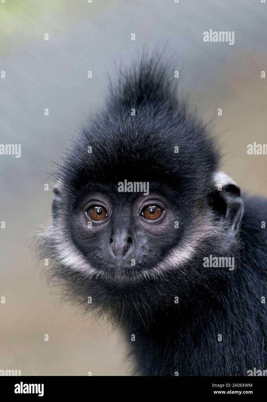 Portrait of a Hatinh Langur (Trachypithecus hatinhensis) photographed ...