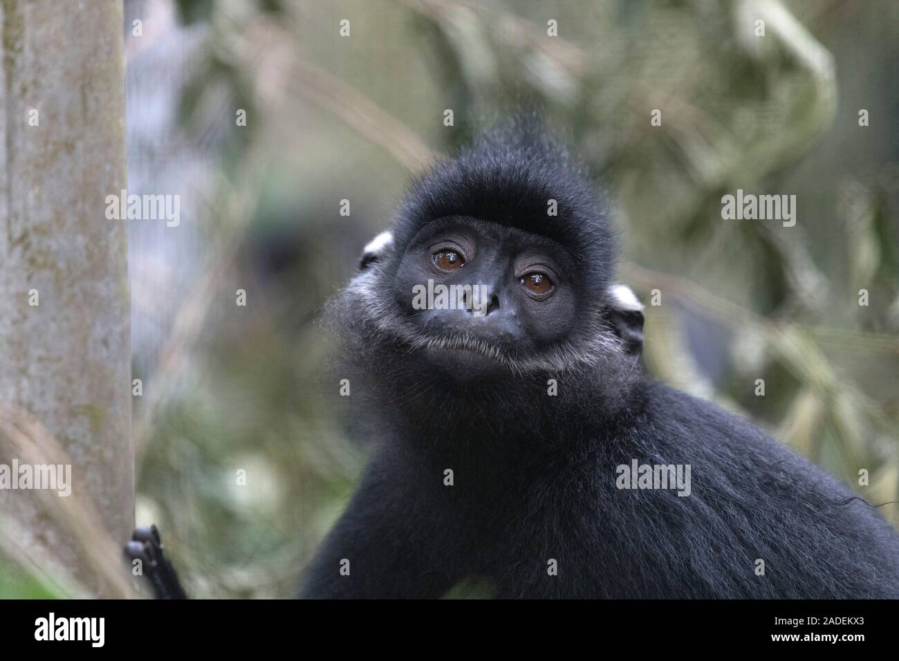 Portrait of a Hatinh Langur (Trachypithecus hatinhensis) photographed ...