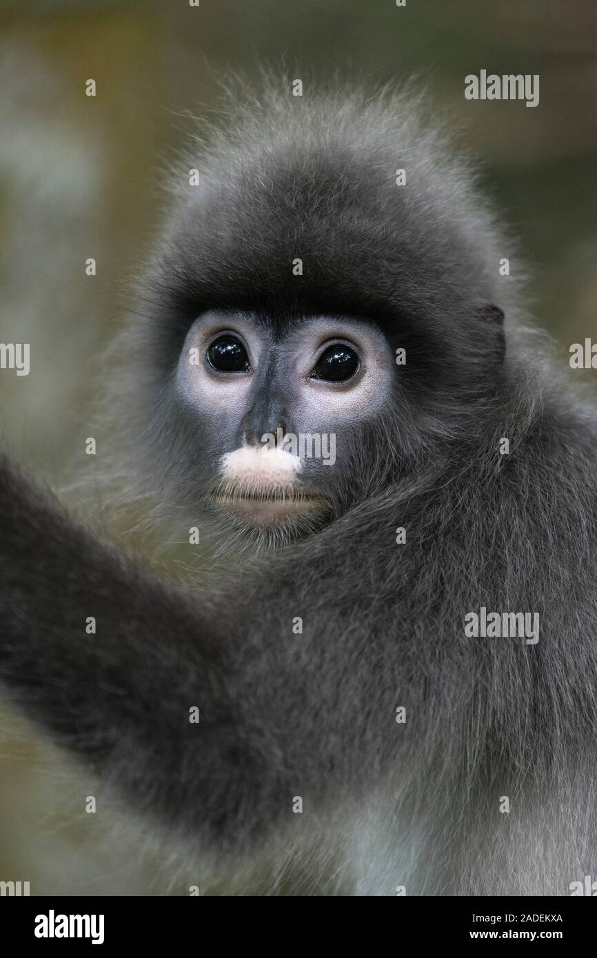 Portrait of an Indochinese Grey Langur (Trachypithecus crepusculus ...
