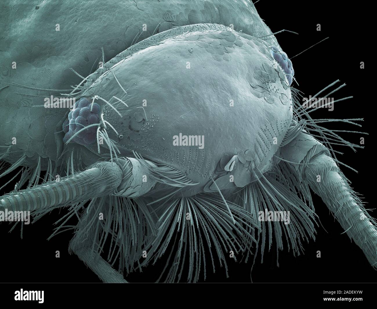Images not to be used by the tobacco industry. Silverfish (Lepisma ...