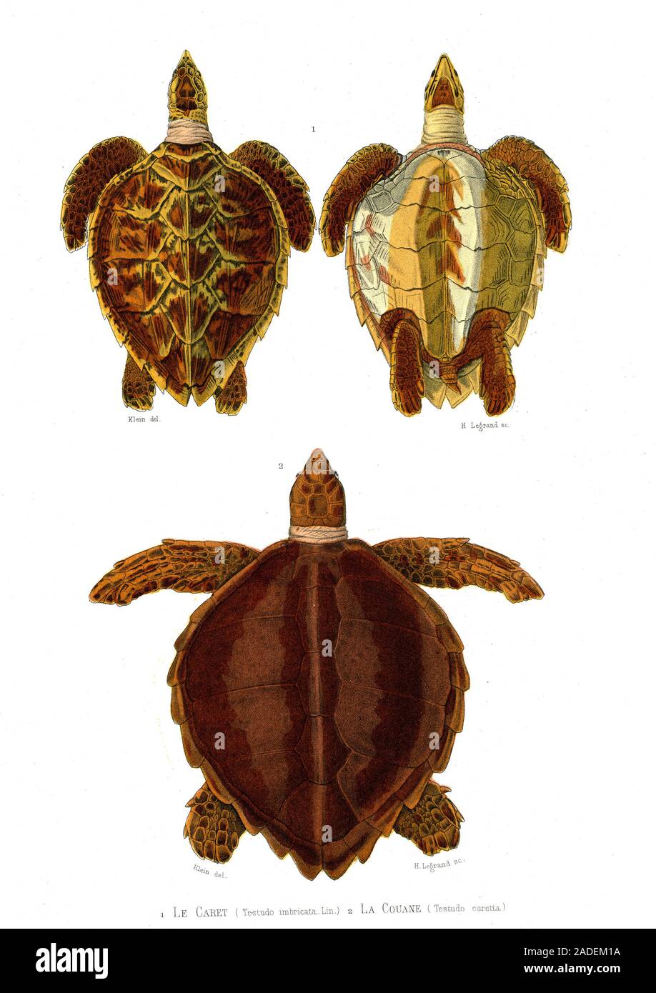 Hawksbill and loggerhead sea turtles, 19th-century illustrations ...