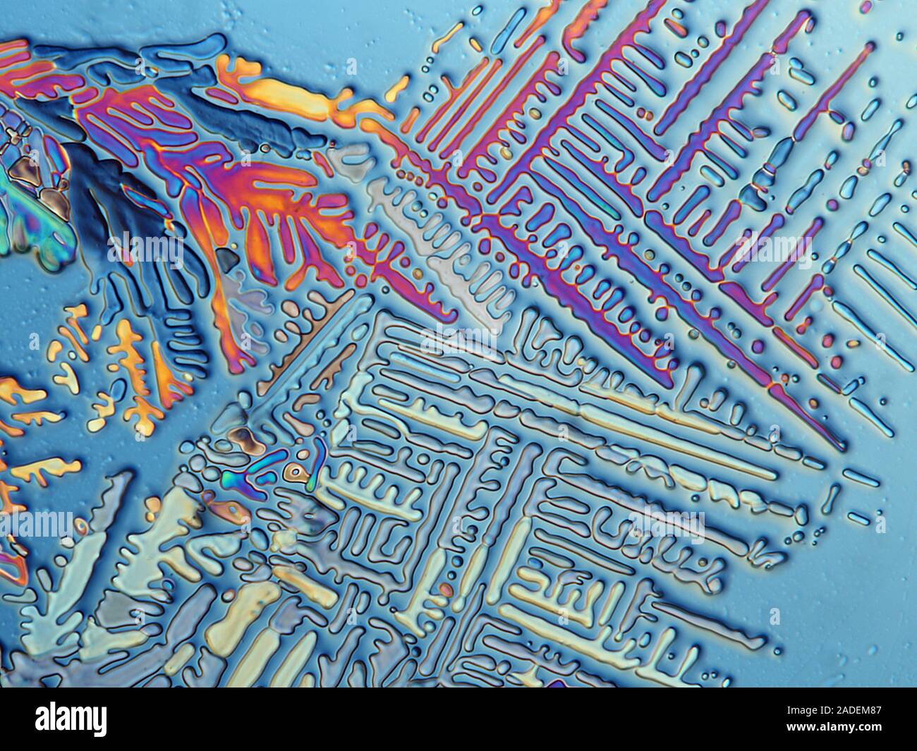 Ammonium nitrate crystals. Polarised light micrograph of a diffusion ...