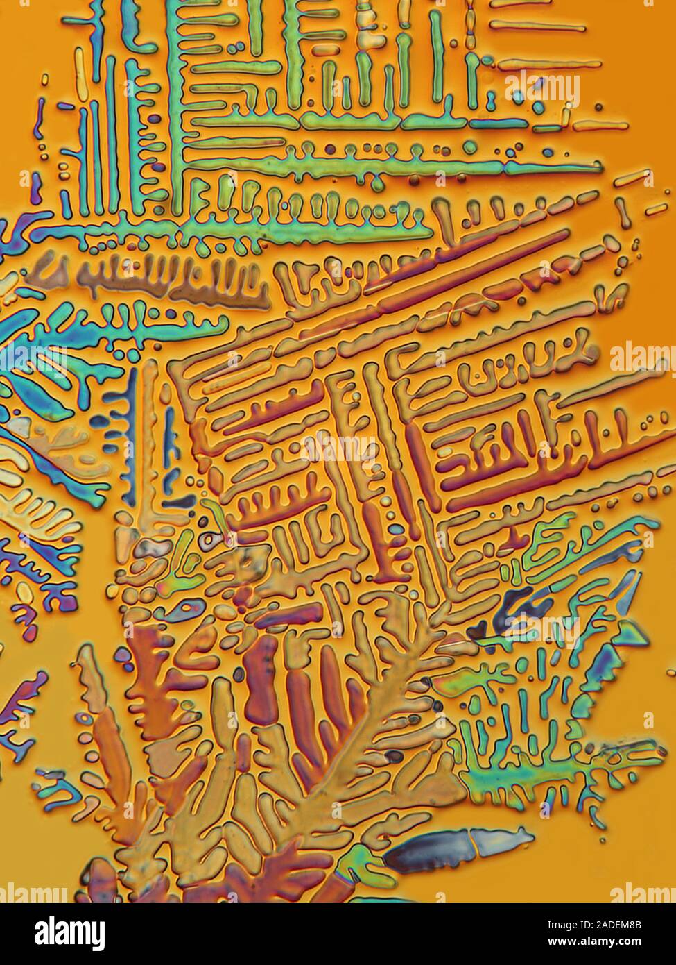 Ammonium nitrate crystals. Polarised light micrograph of a diffusion ...