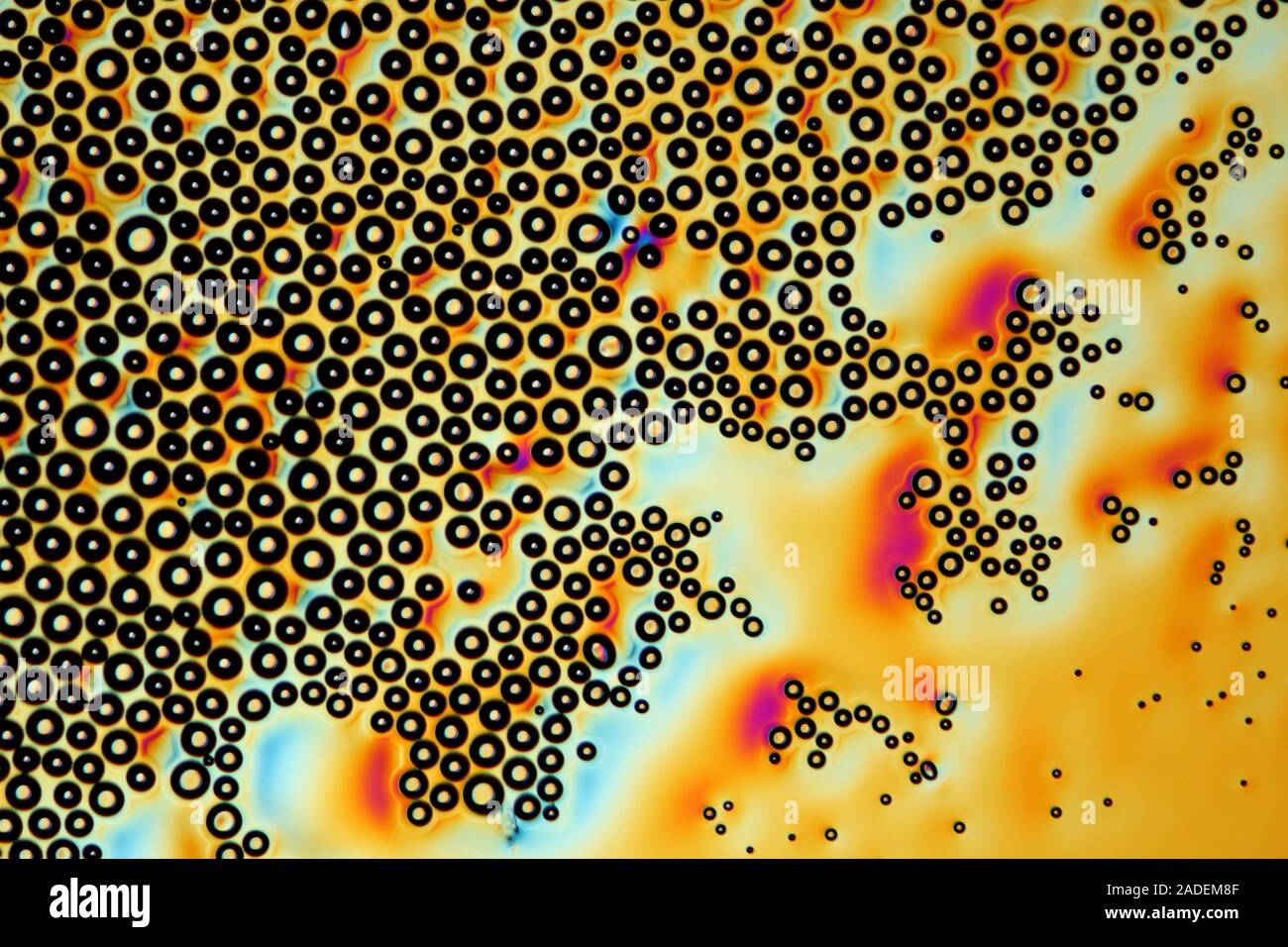 Bubbles in sucrose. Differential interference contrast light micrograph ...