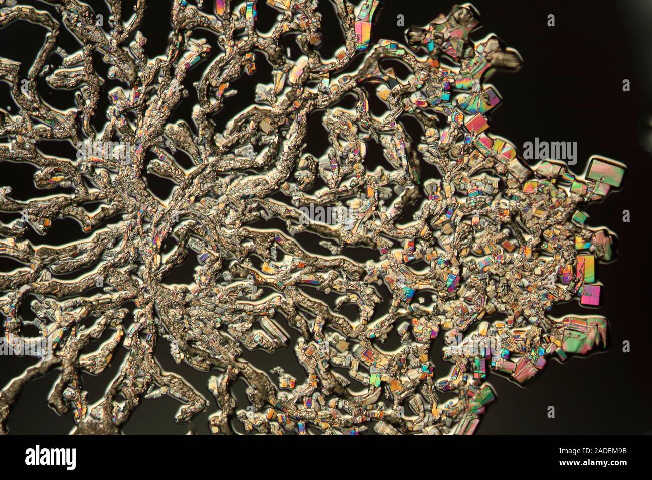 Creatine crystals, differential interference contrast light micrograph ...