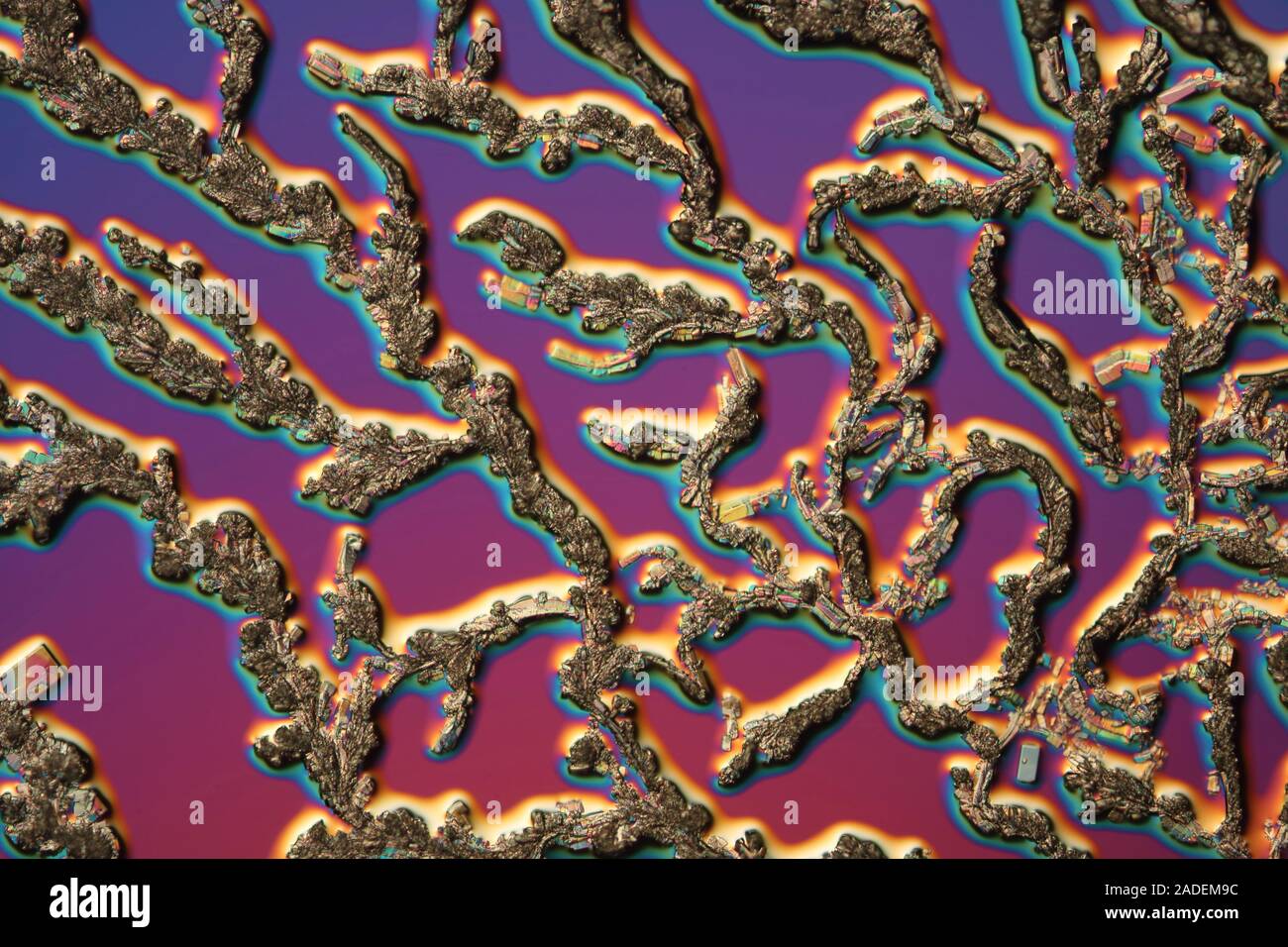 Creatine crystals, differential interference contrast light micrograph ...