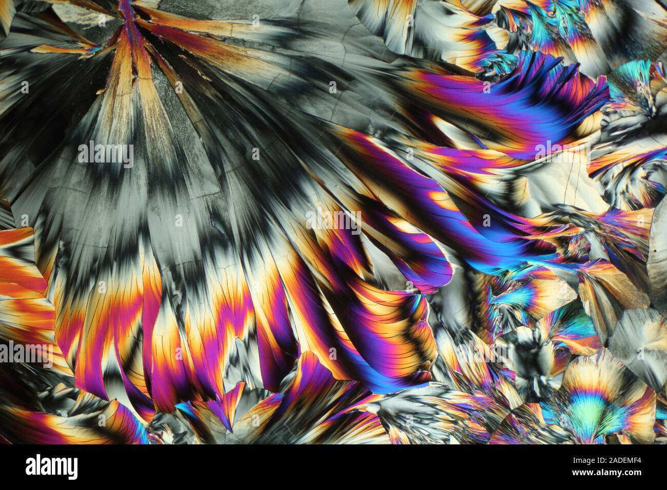 Alanine and glutamine crystals. Polarized light micrograph of crystals ...