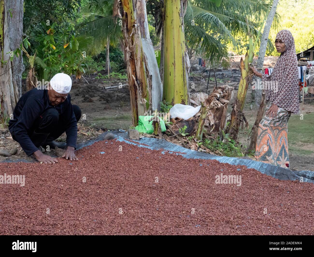 Clove crop. A farmer tending his crop of cloves which are drying in the ...