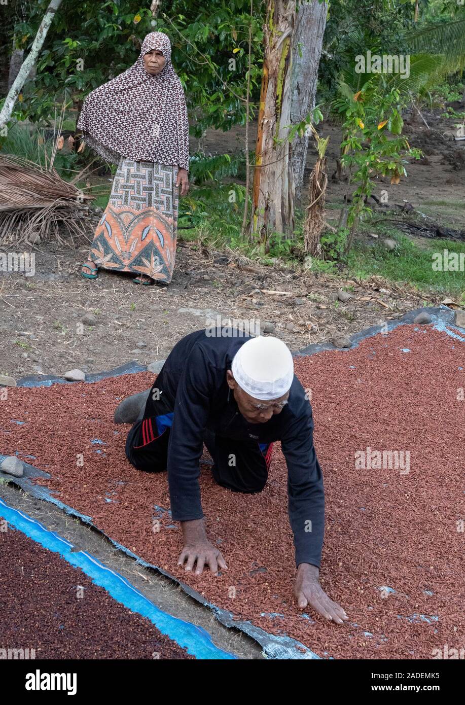 Clove crop. A farmer tending his crop of cloves which are drying in the ...