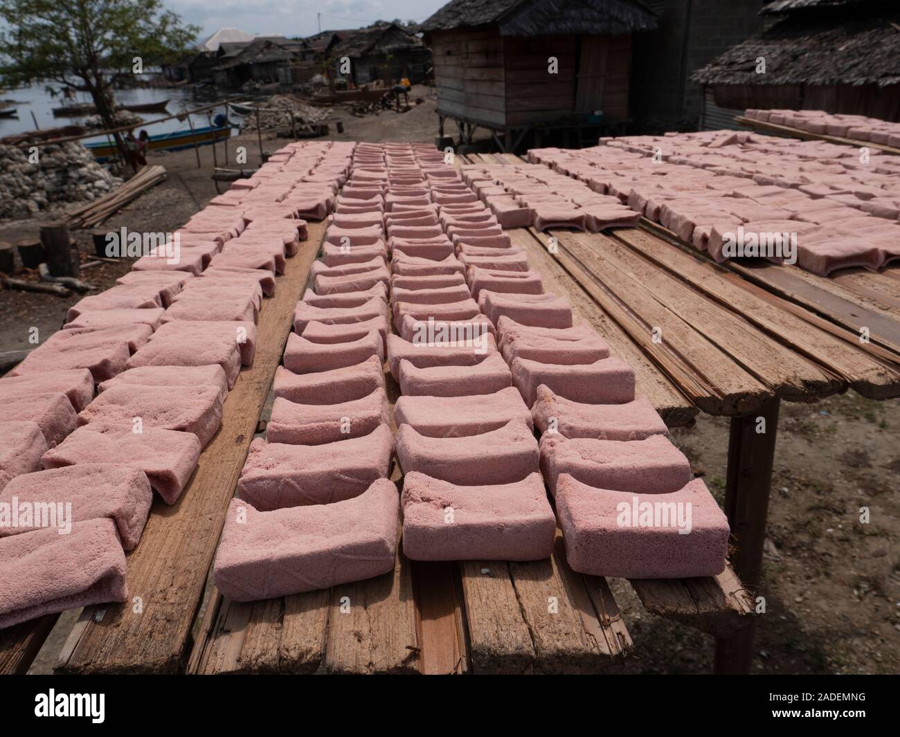 Sago cake drying in the sun. Sago cake is a starch-rich food made from ...
