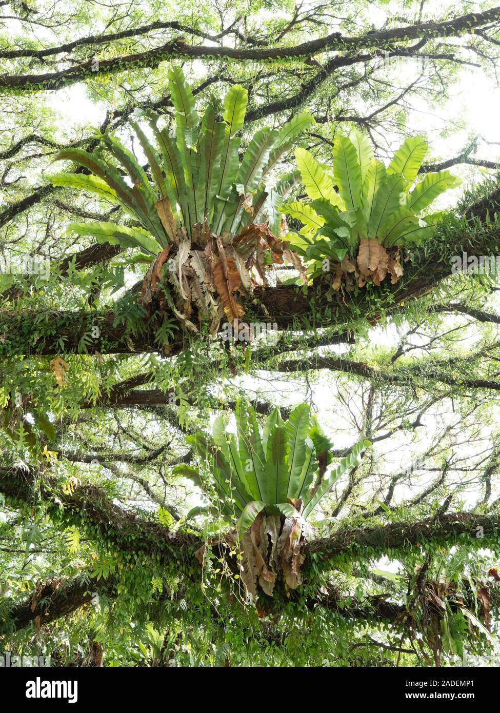 Bird's nest ferns (Asplenidum nidus) growing on tree branches. The bird ...