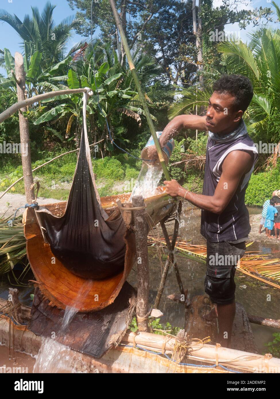 Processing of sago palm. Sago palm (Cycas revoluta) is grown and ...