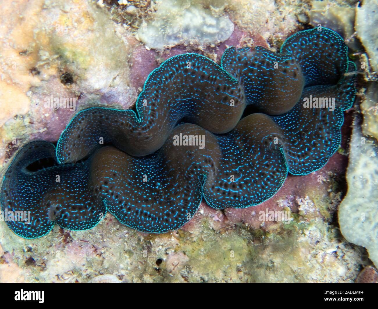 Boring clam (Tridacna crocea), also known as the crocus clam, crocea ...