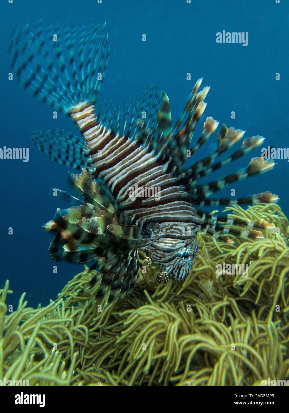 Lionfish (Pterois sp.). Lionfish are venomous marine fish, native to ...