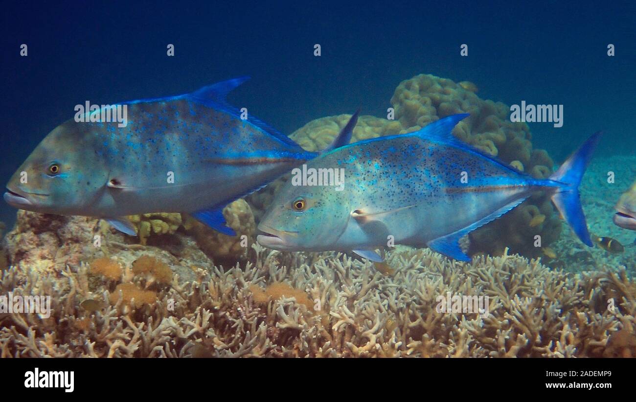 Giant trevally (Caranx ignobilis) fish. Photographed off the coast of ...
