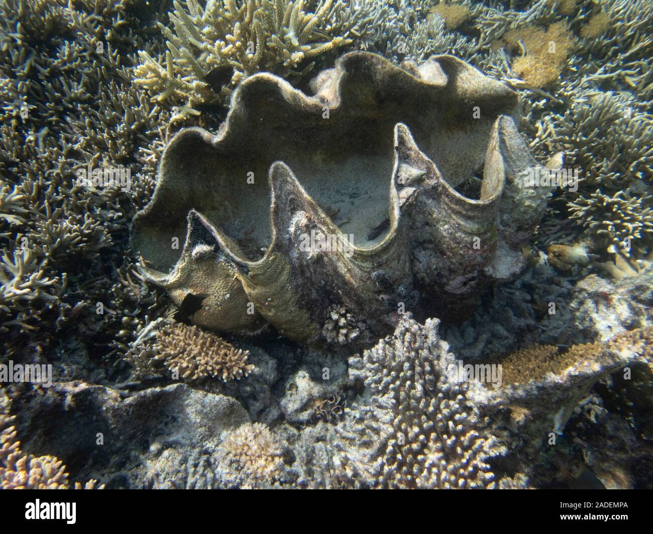 Shell of a giant clam (Tridacna gigas) which has died. Tridacna gigas ...