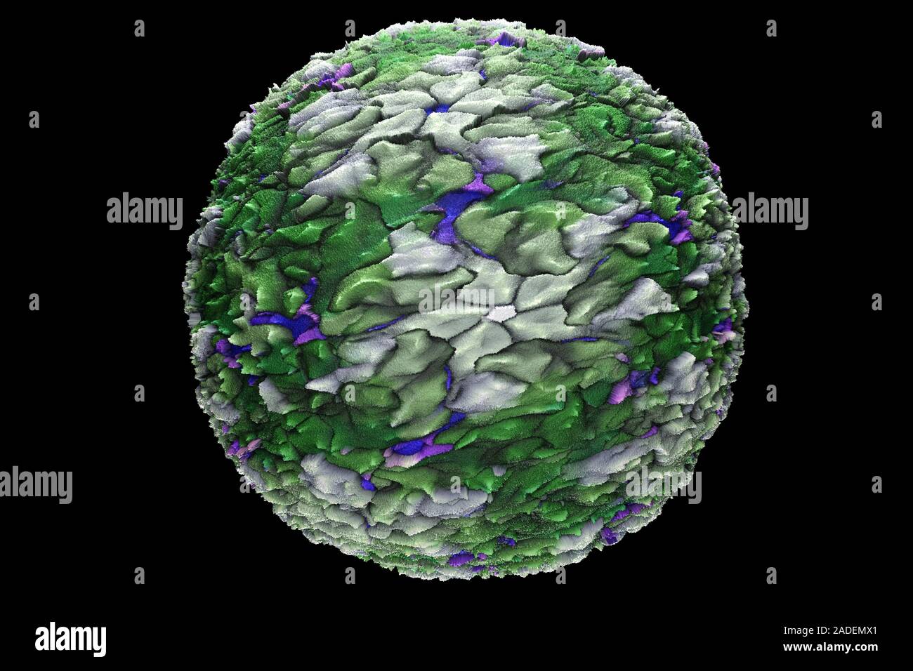Chikungunya virus, illustration. The chikungunya virus is composed of ...