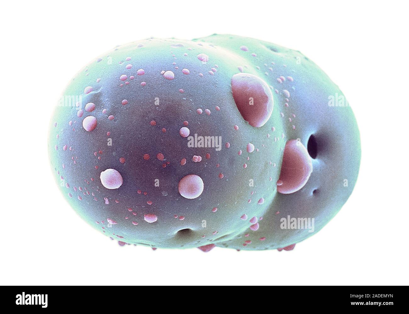 Pharmaceutical microsphere carrier for nanodrug particles, coloured ...