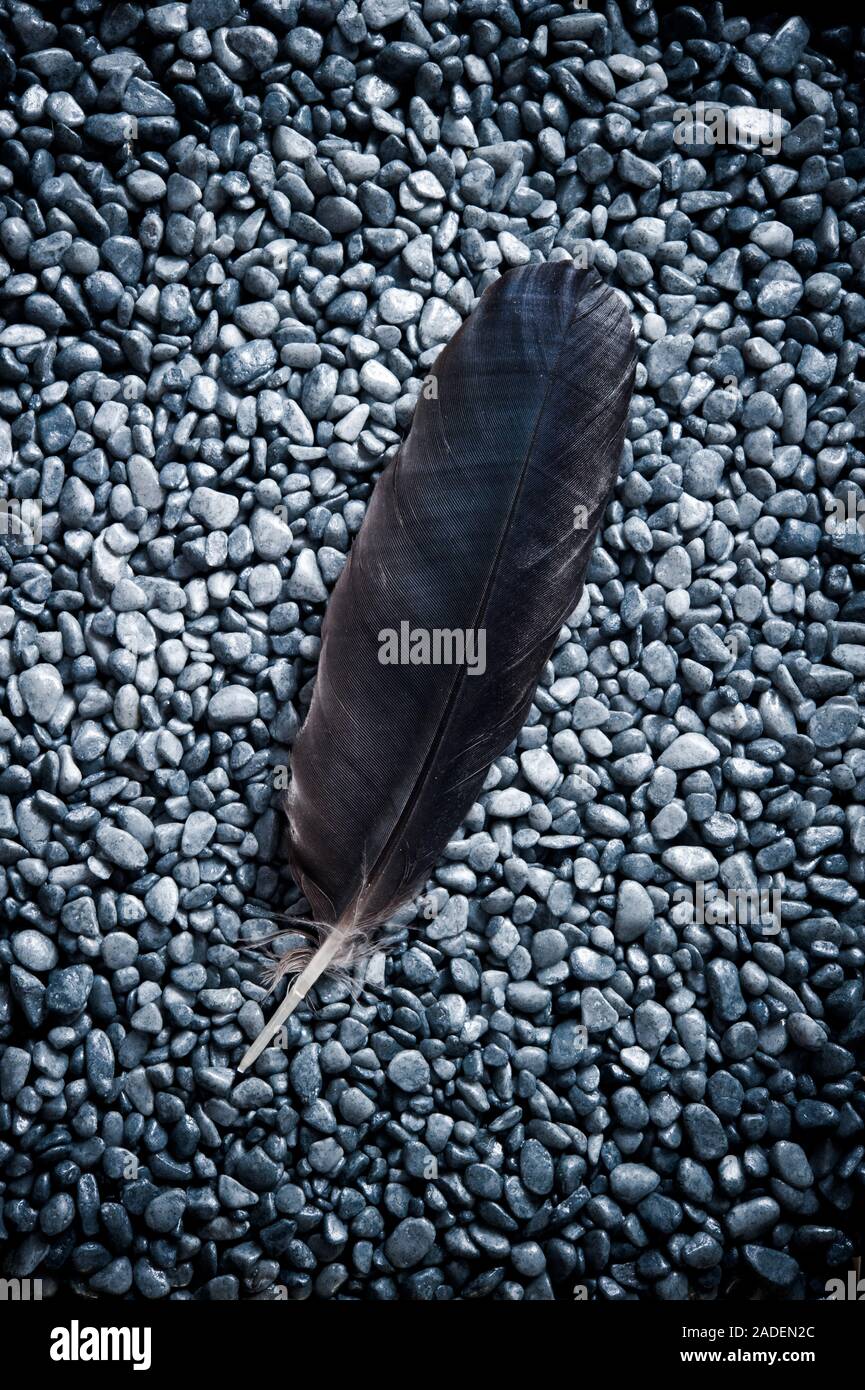 black crow feather on pebbles Stock Photo - Alamy