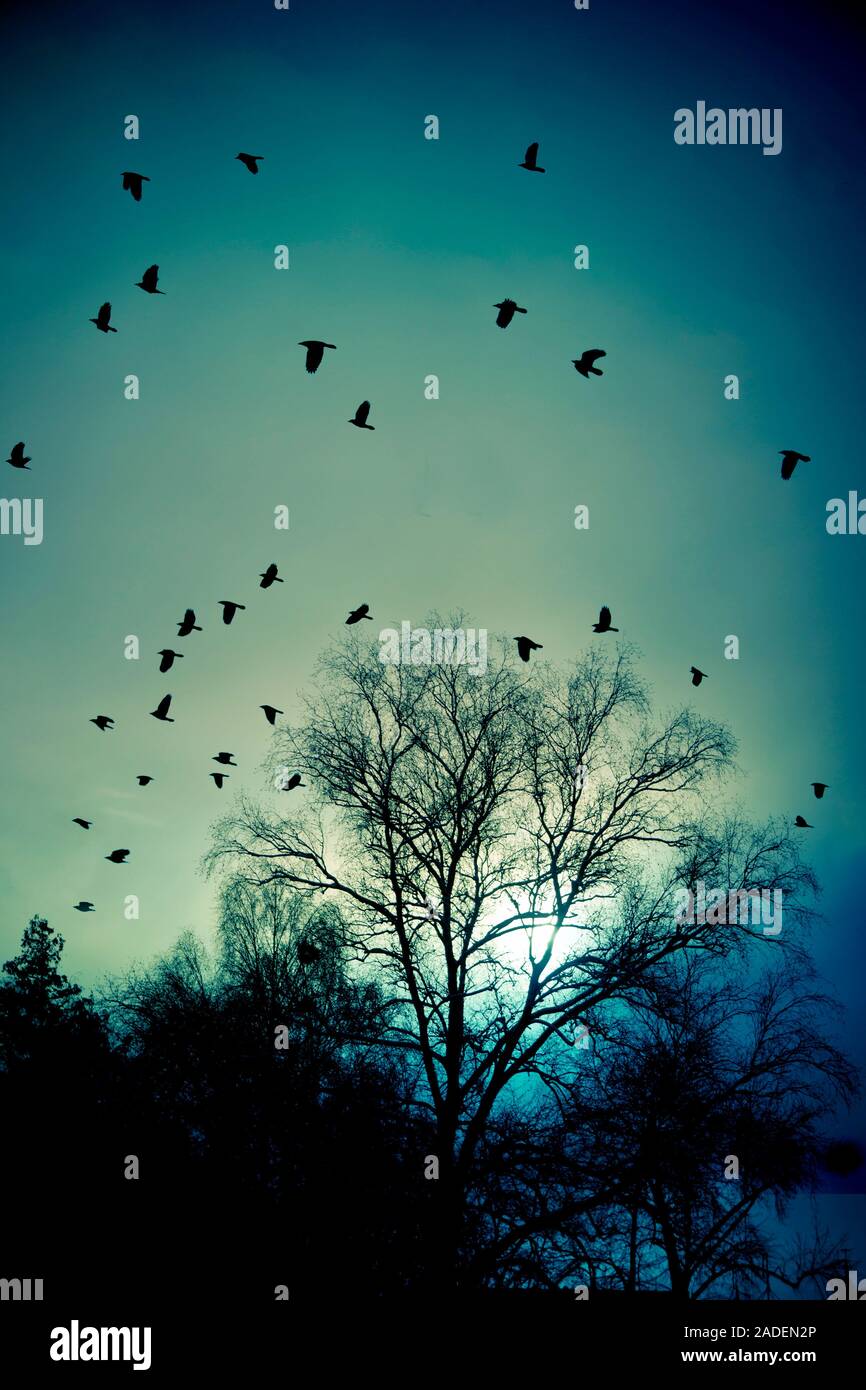 Flock crows over tree hi-res stock photography and images - Alamy