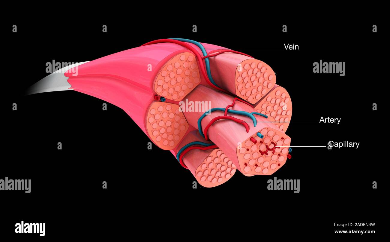 Blood vessels in muscles. Illustration of the arteries (red) and veins ...