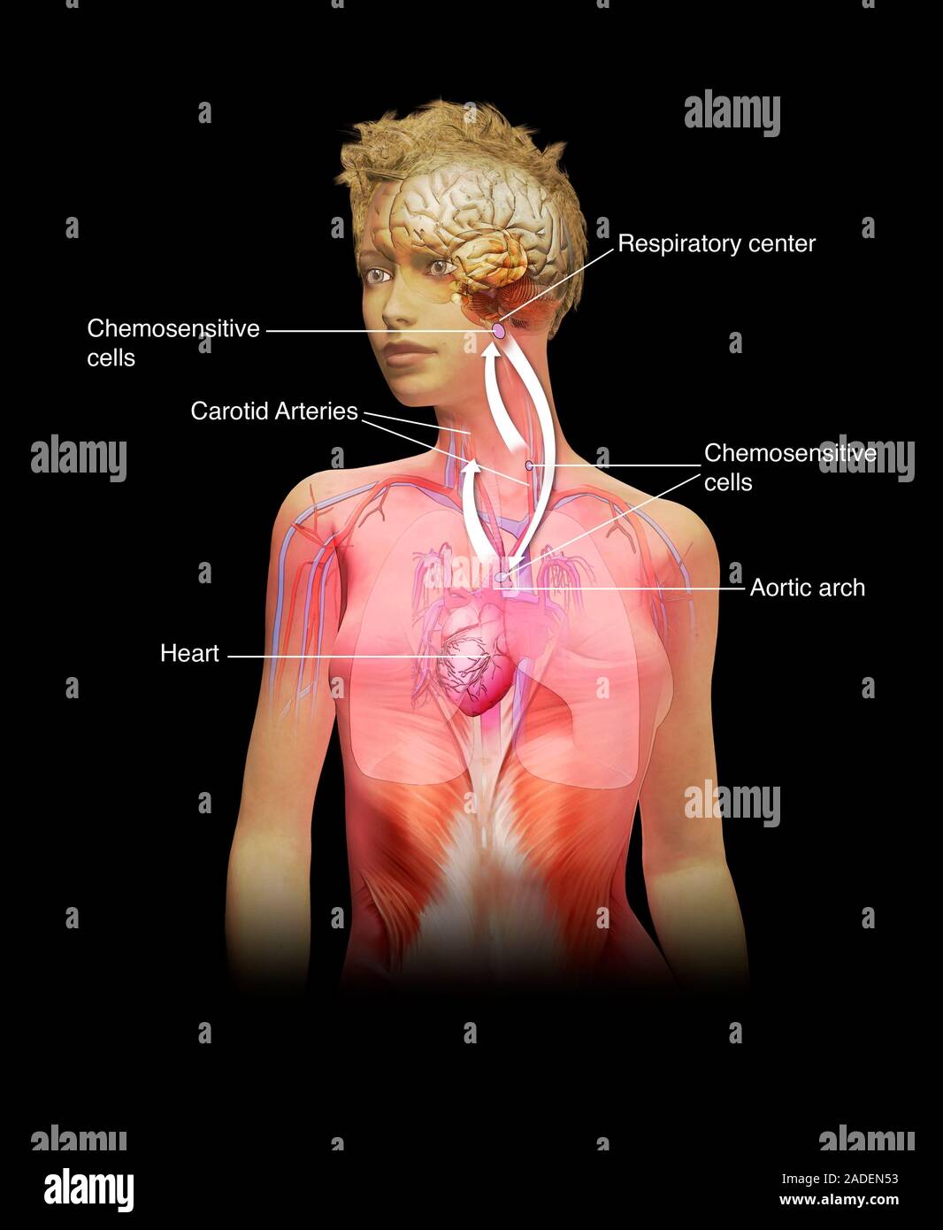 Chemoreceptors in respiration. Illustration showing a woman and the ...