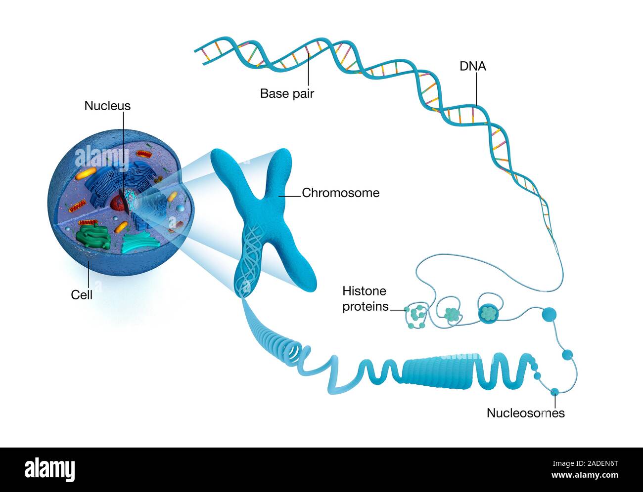 Cellular packaging of DNA. Illustration of the packaging of ...