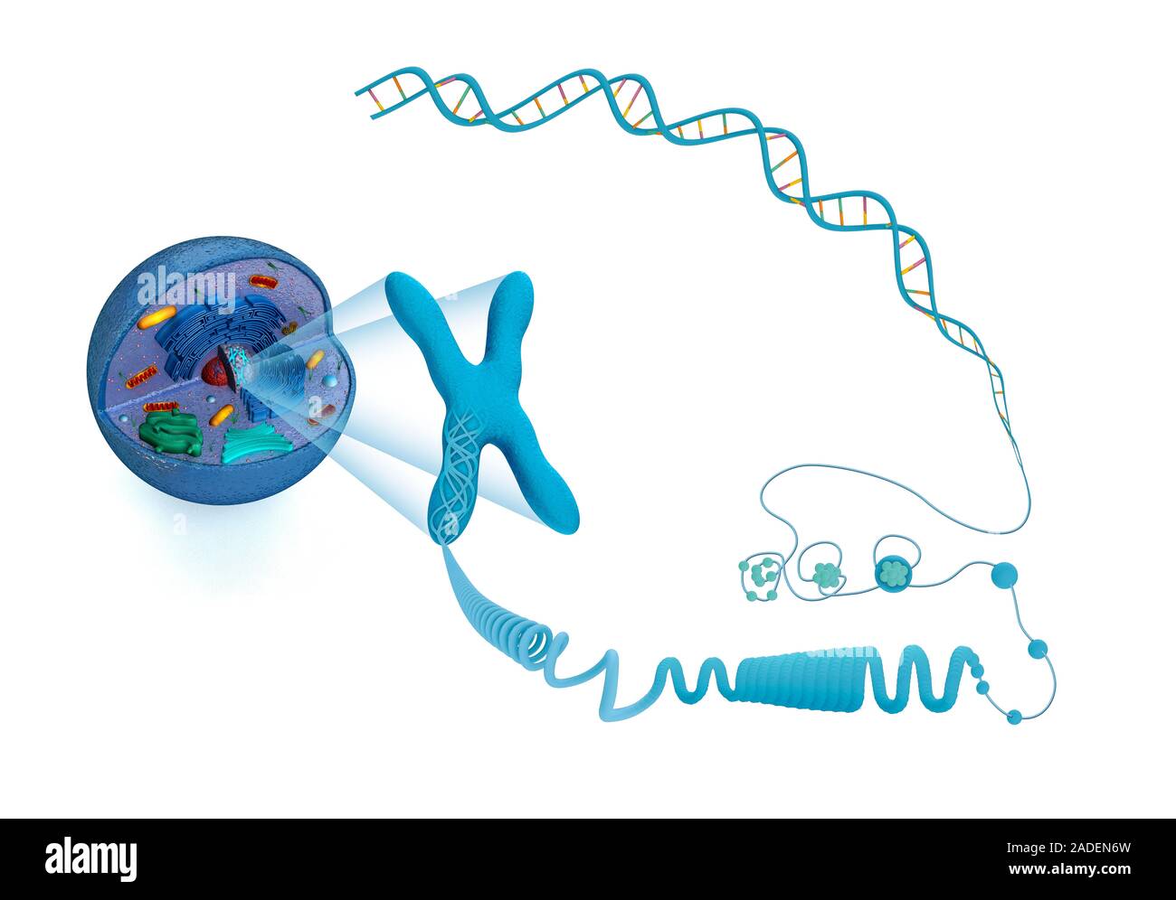 Cellular packaging of DNA. Illustration of the packaging of ...