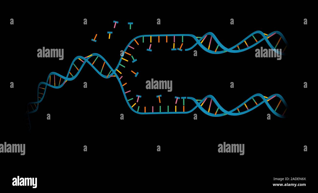DNA replication, illustration. Strand of DNA (deoxyribonucleic acid ...
