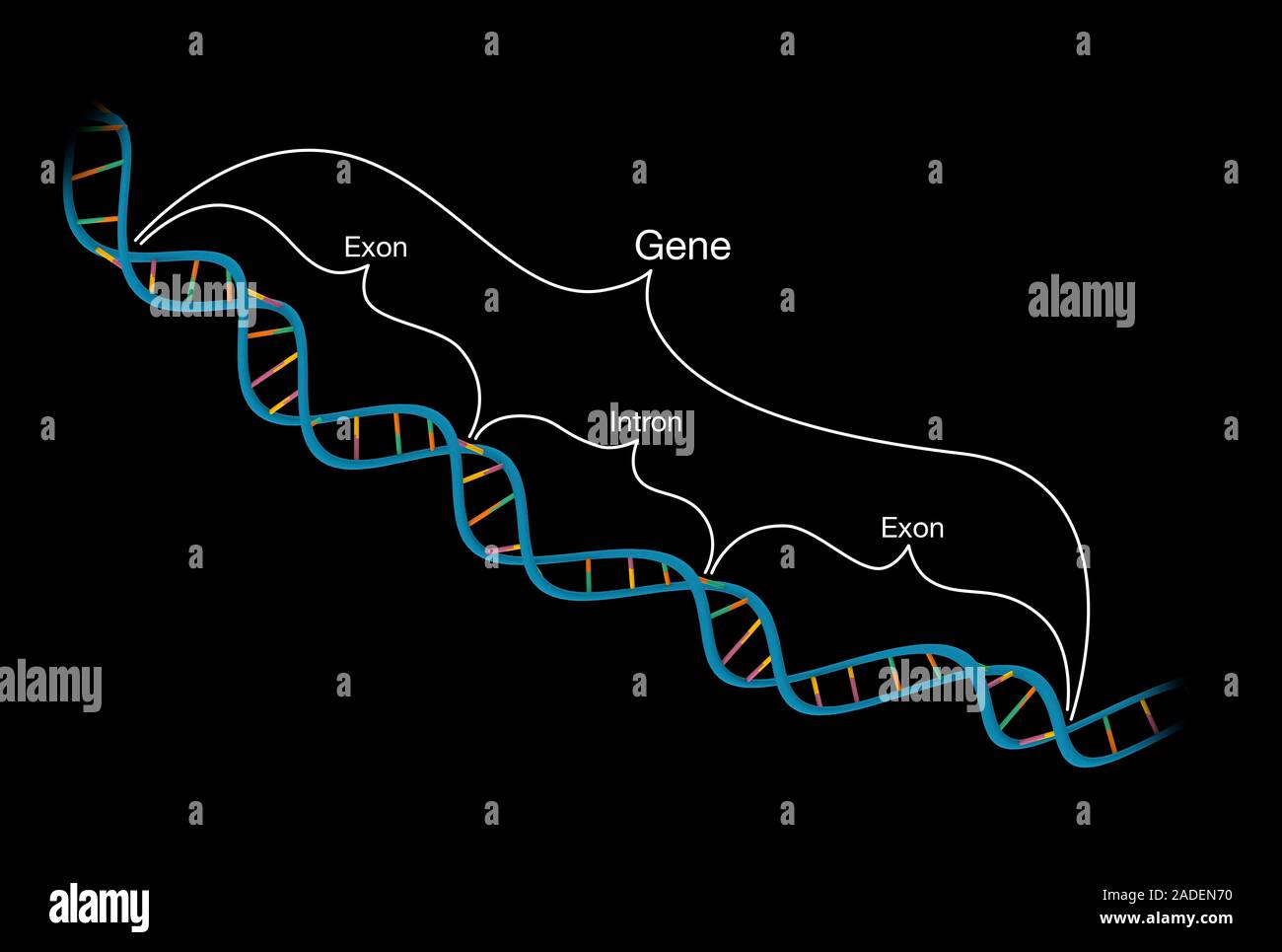 Exon-intron structure of genes and DNA, illustration. The double helix ...
