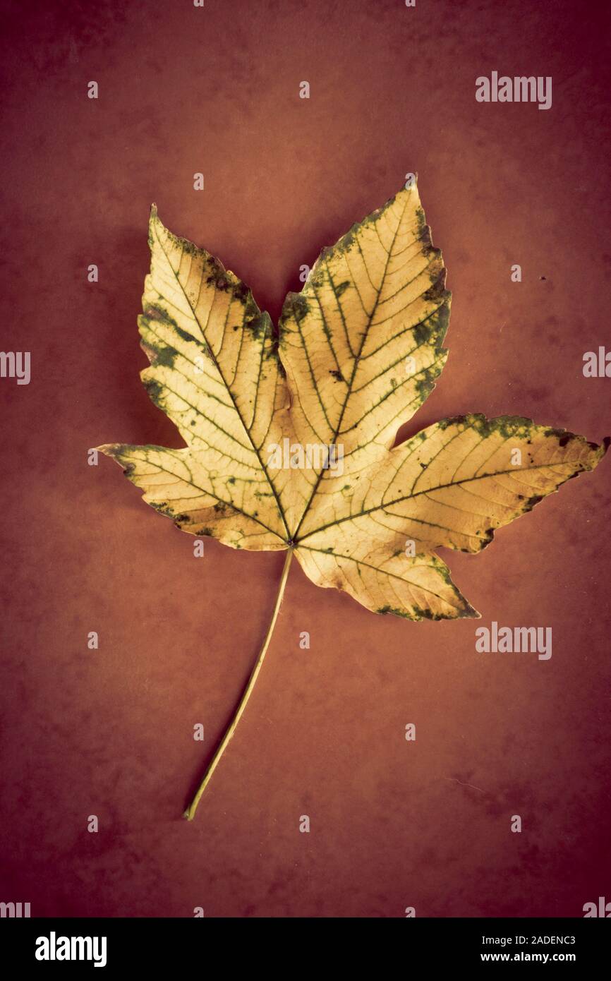 still life of a fallen maple leaf Stock Photo - Alamy