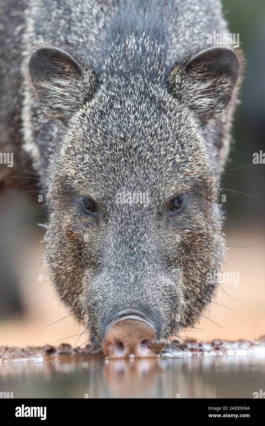 Collared peccary (Pecari tajacu) drinking at a watering hole. This pig ...