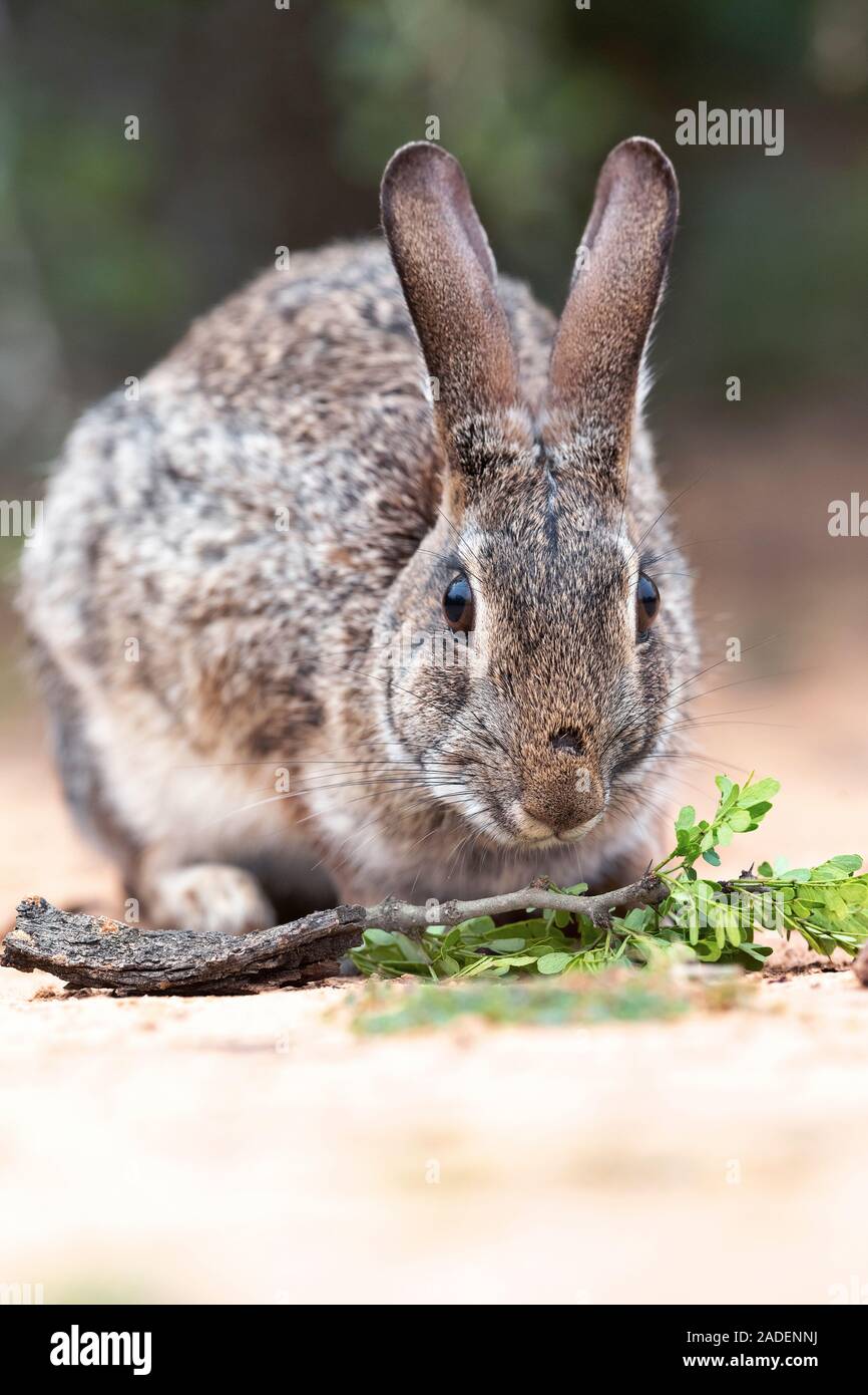 Eastern cottontail rabbit (Sylvilagus floridanus) perched in a tree ...
