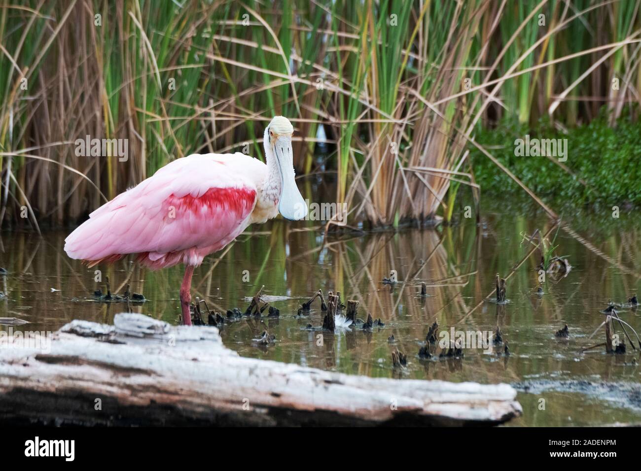 Roseate spoonbill (Platalea ajaja) in water. This wading bird is a ...