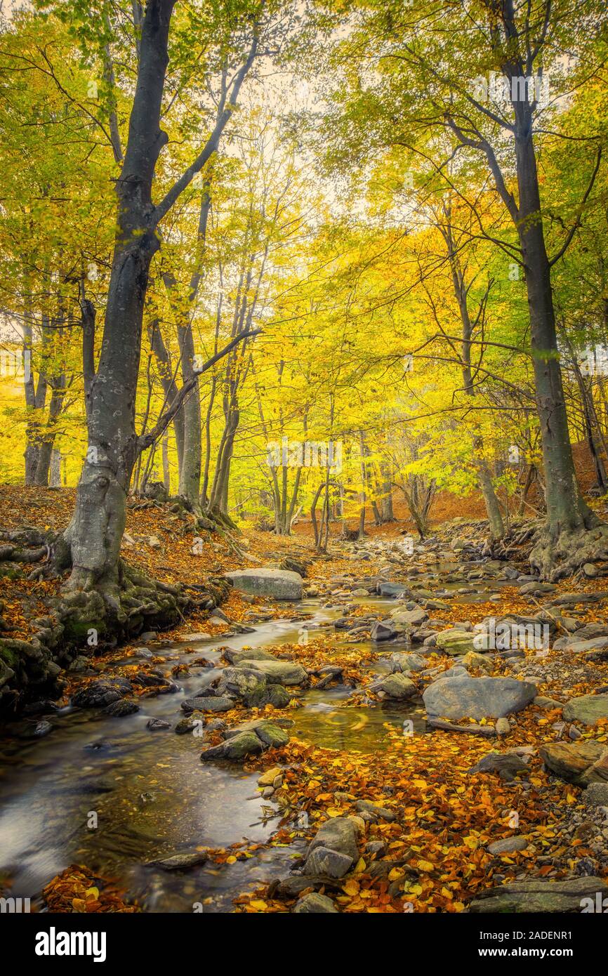 Nice beech forest in autumn in Spain, mountain Montseny Stock Photo - Alamy