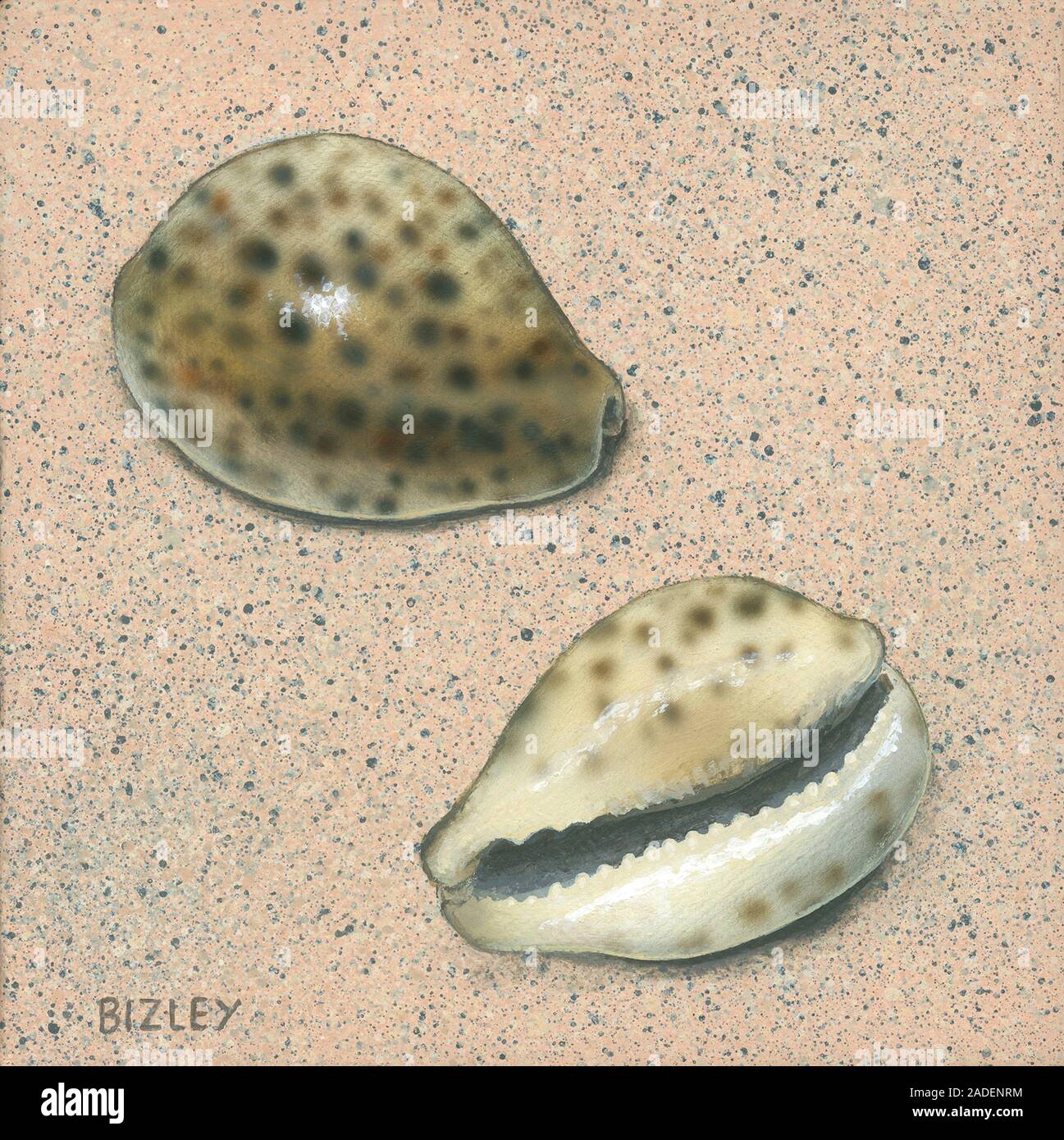 Tiger cowrie (Cypraea tigris) marine gastropod shells, illustration ...