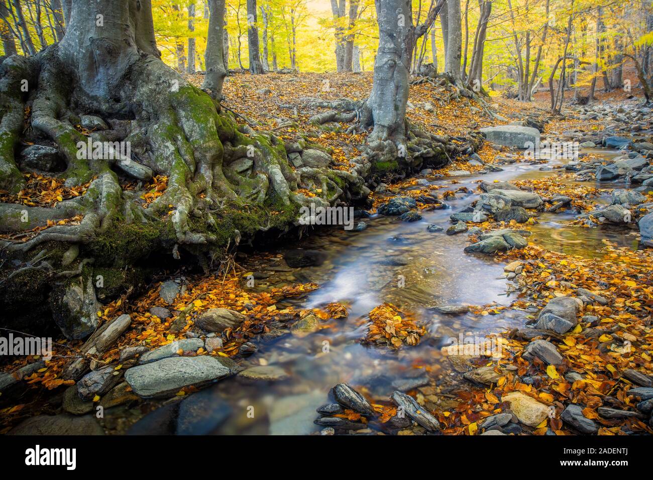 Nice beech forest in autumn in Spain, mountain Montseny Stock Photo - Alamy