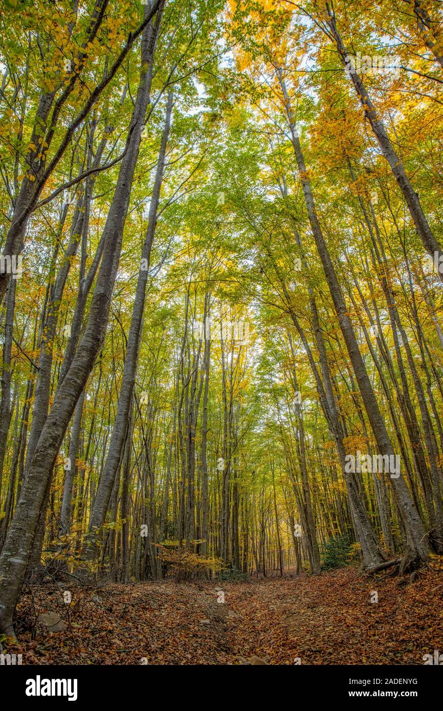 Nice beech forest in autumn in Spain, mountain Montseny Stock Photo - Alamy