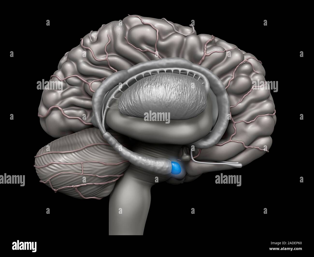 Amygdala in the brain. Cutaway computer illustration showing the ...