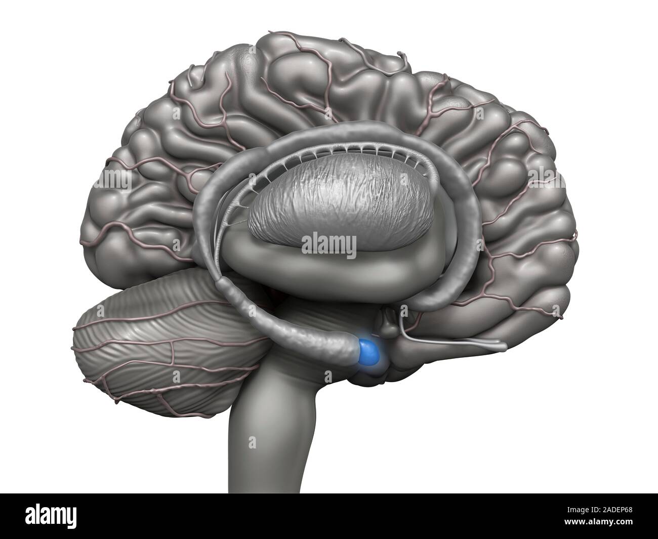 Amygdala in the brain. Cutaway computer illustration showing the ...