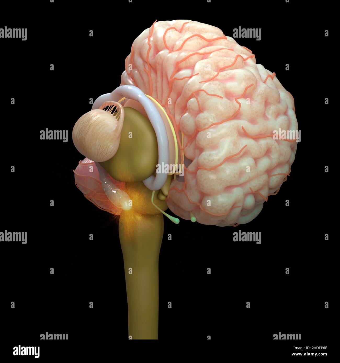 Amygdala in the brain. Cutaway computer illustration showing the ...